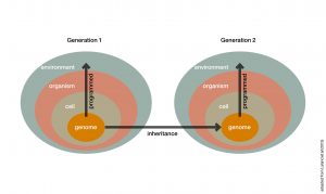 About the EES – Extended Evolutionary Synthesis