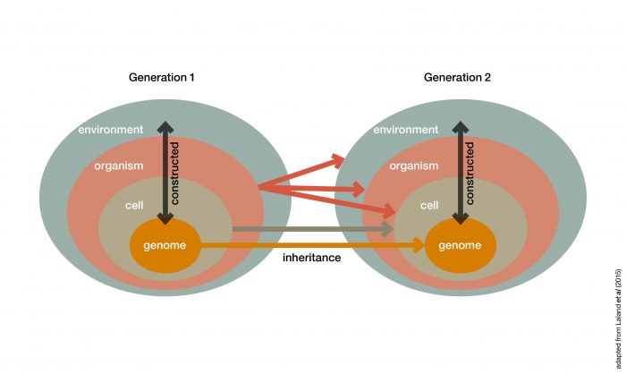 About the EES – Extended Evolutionary Synthesis