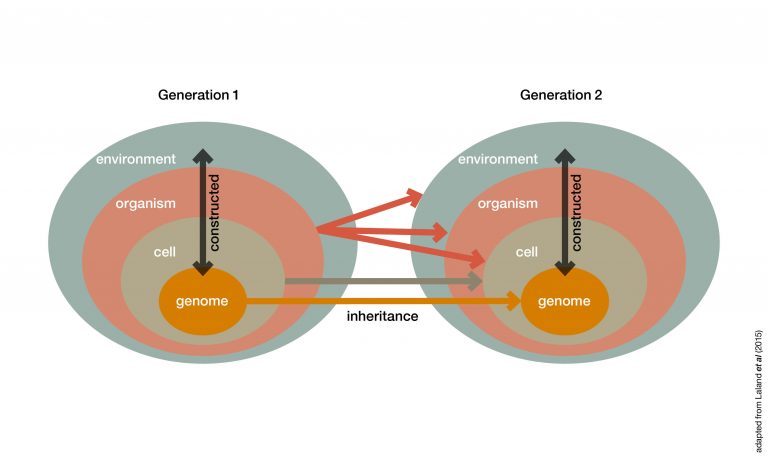 About the EES – Extended Evolutionary Synthesis