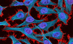 About the EES – Extended Evolutionary Synthesis