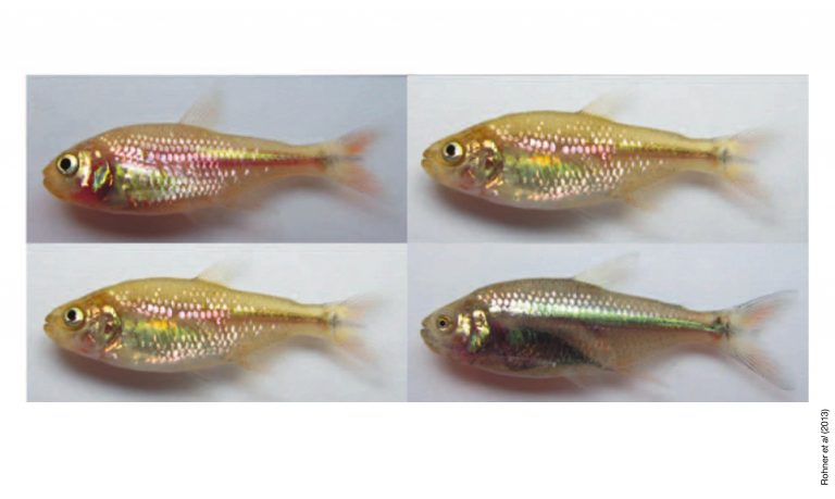 About the EES – Extended Evolutionary Synthesis