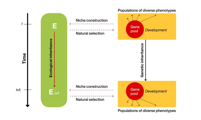 About the EES – Extended Evolutionary Synthesis