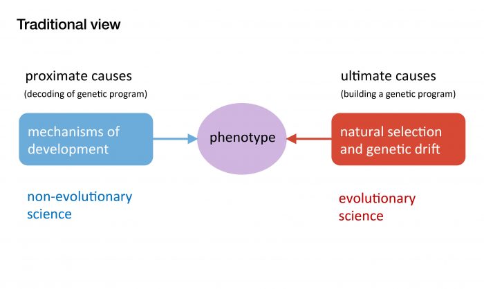 About the EES – Extended Evolutionary Synthesis