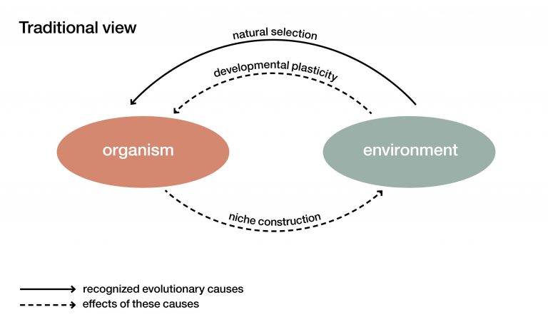 About the EES – Extended Evolutionary Synthesis
