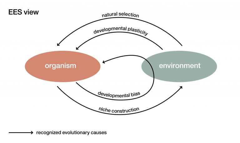 About the EES – Extended Evolutionary Synthesis