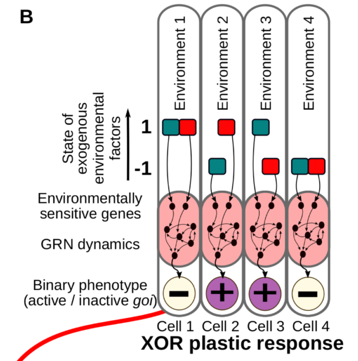 How to fit in: The learning principles of cell differentiation ...